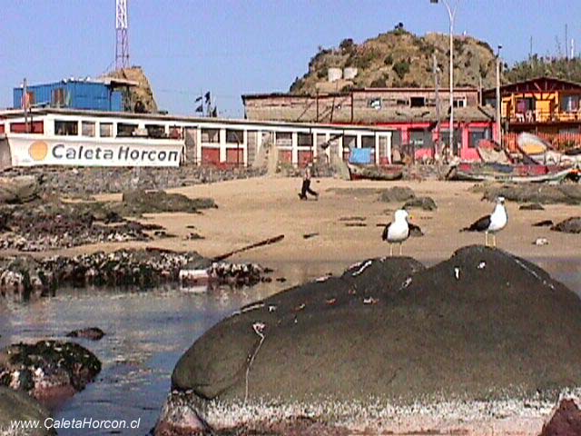 Galerías Fotográficas de Caleta Horcon