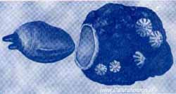 (PPT) Flora Y Fauna Del Mar Chileno - DOKUMEN.TIPS